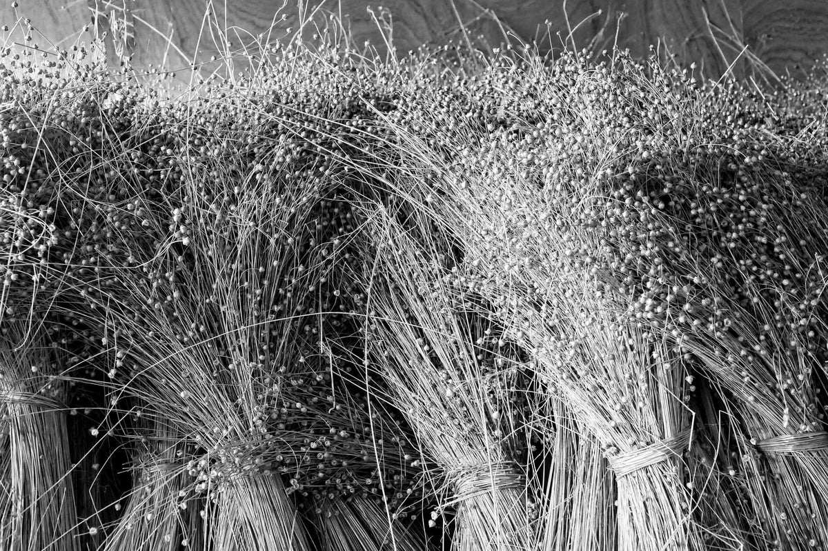 From Flax to Linen: The Retting Process – Vala Alta
